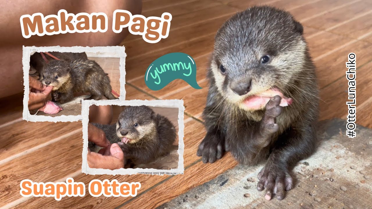 Suapin Otter | Otter Besar Makan dan Berisik Tapi Menggemaskan # ...