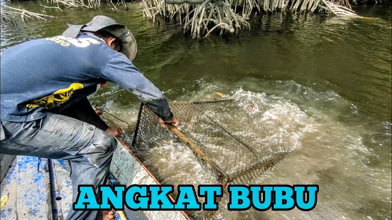 Angkat Bubu // Udang Galah, Kepiting dan Ikan Terperangkap Dalam Bubu ...