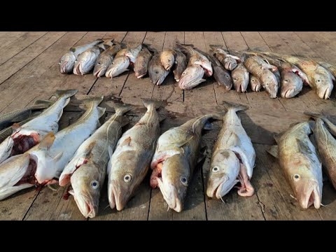 РЫБАЛКА В БАРЕНЦЕВОМ МОРЕ. ТРЕСКА КЛЮЁТ "ДУПЛЕТАМИ". "COD PECKS WITH ...