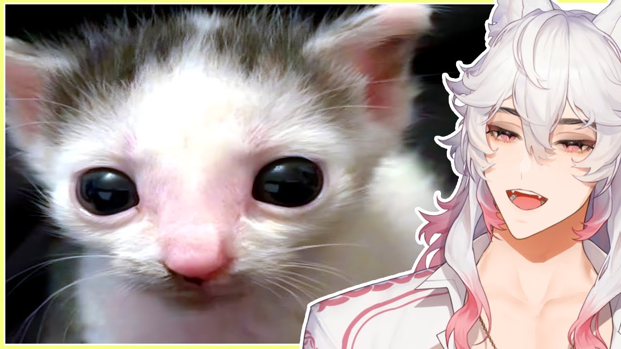 Vtuber React To Silly Cat Videos - YouTube