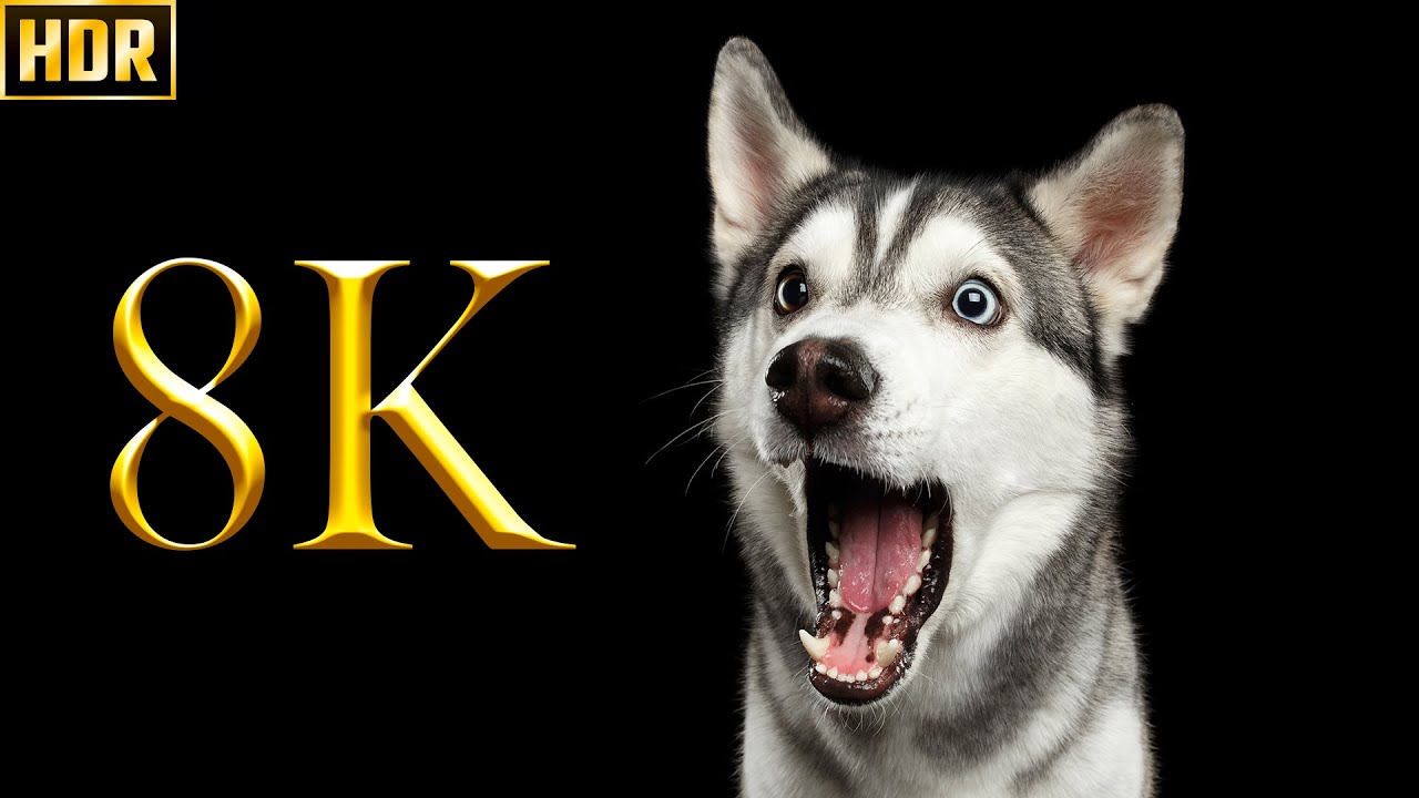 Cute Dogs Collection 8K HDR 60FPS DEMO - YouTube