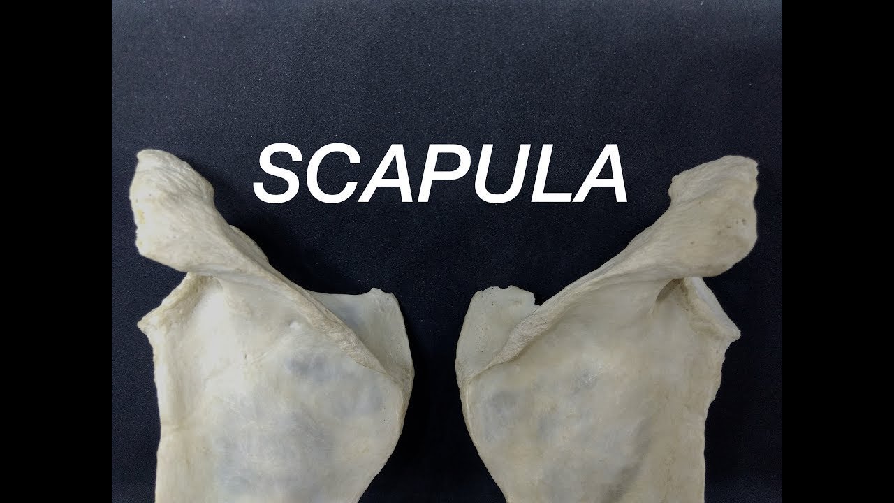 SCAPULA - GENERAL FEATURES AND ATTACHMENTS - YouTube