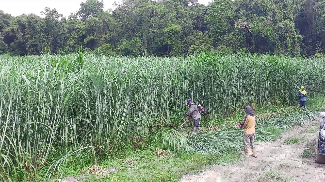 Harvesting napier using basic tool - YouTube