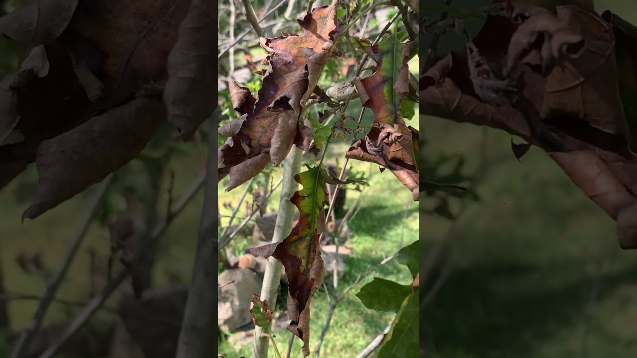Oak Wilt in Central Texas: Live Oak to Red Oak Root Grafting - YouTube