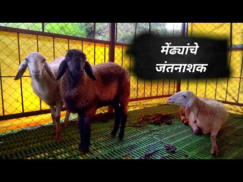मेंढ्यांचे जंतनाशक# आदि ऑग्रो # nari suvarna sheep farm# - YouTube