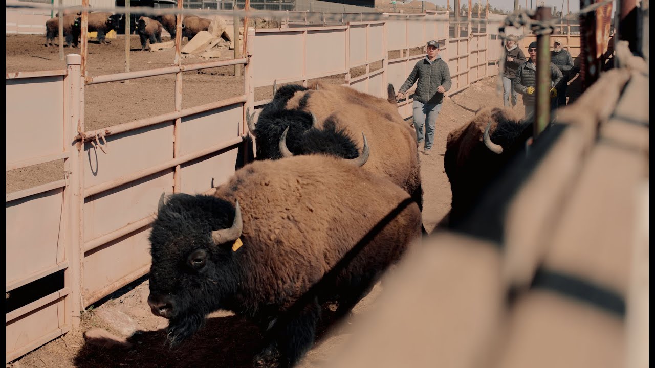 CSU and Partners Send 39 Bison to Three Native American Nations - YouTube