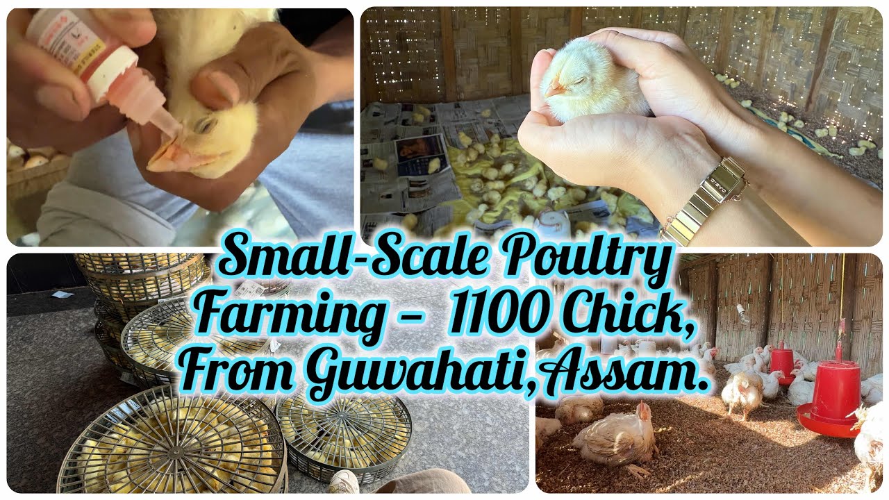 Small Scale Broiler Farm: Caring for Chicks the Right Way | Nagaland ...