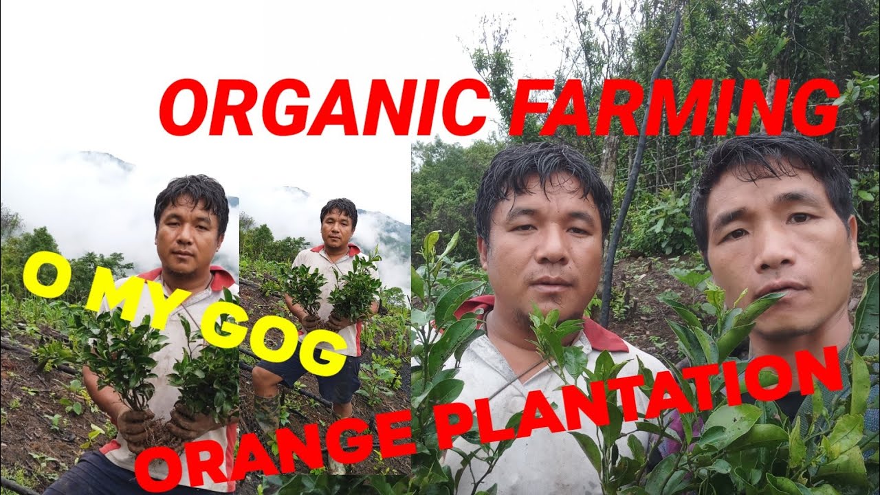 Pangkang jorkong organic farming||Orange plantation||Mojeng Taboh ...