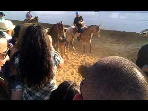Caballo reparando. Coleadera en Belvidere Illinois - YouTube