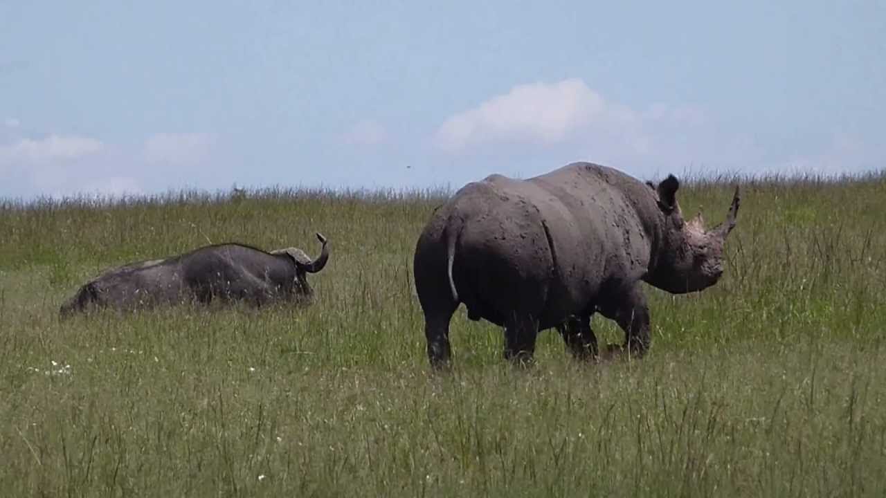 Rhino vs Buffalo fight - YouTube