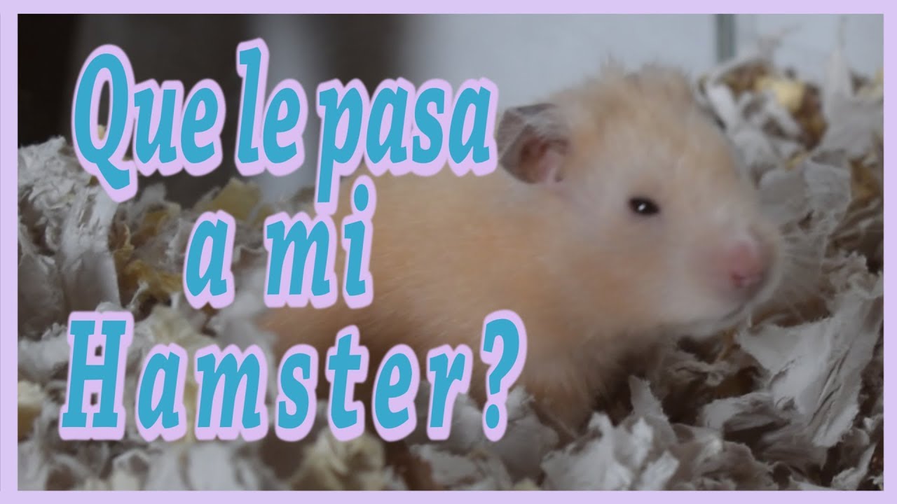 Por qué mi Hamster Chilla? 6 Razones - YouTube