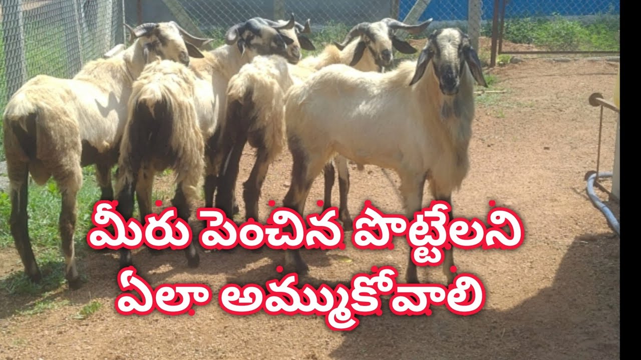 Sales & Marketing Strategy's Explained by Weekend Farming YouTube ...