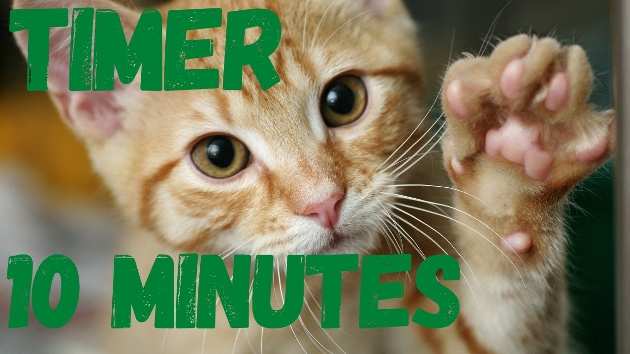 10 Minute Timer - Kitten with relaxing music during the last minute ...