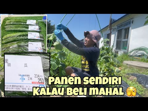 PANEN SAYUR GAK PERLU BELI DI SWALAYAN MAHAL‼️ tki jepang kebun depan rumah