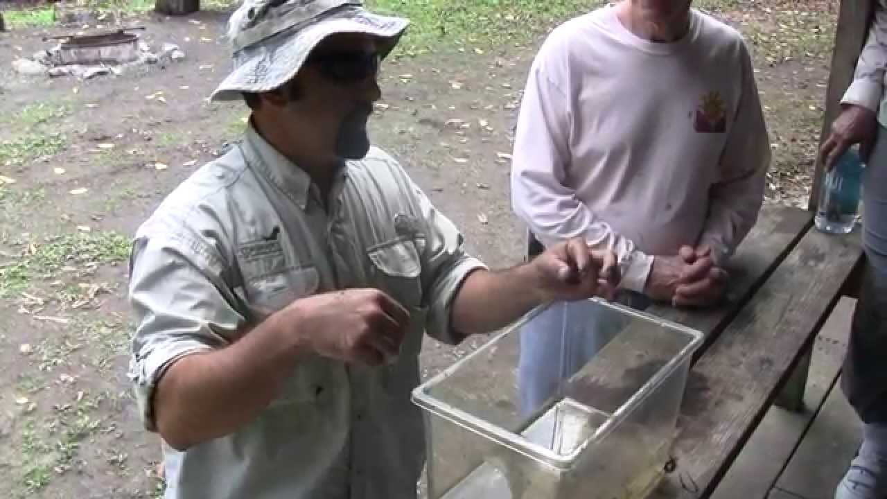 Florida's American alligator population a success story from the ...