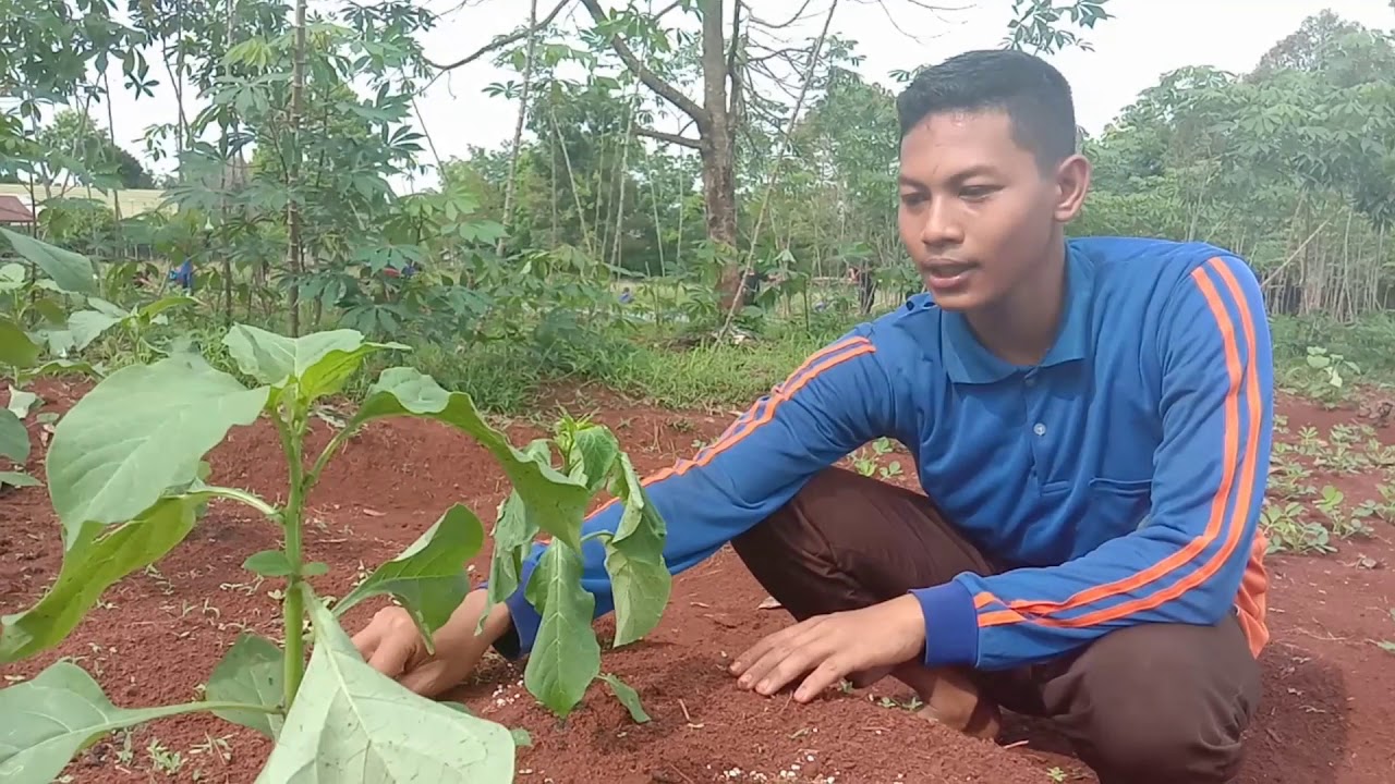 JURUSAN ATPH (AGRIBISNIS TANAMAN PANGAN DAN HOLTIKULTURA) BY SMK AL ...