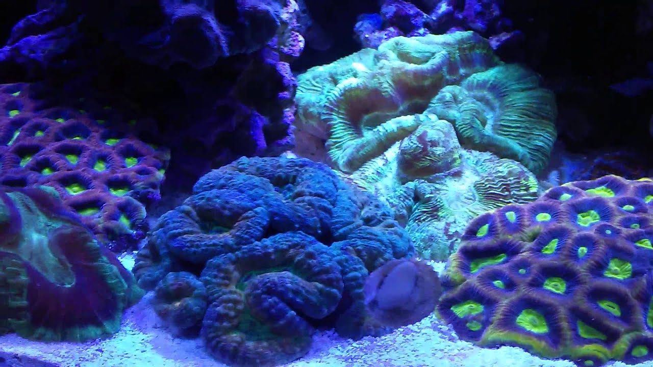 29 GALLON BIO CUBE REEF TANK!! - YouTube