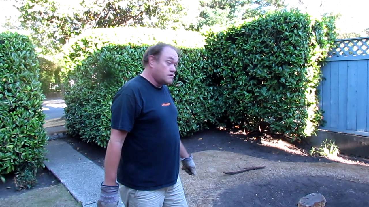 Man pulls tree stump with bare hands !! - YouTube
