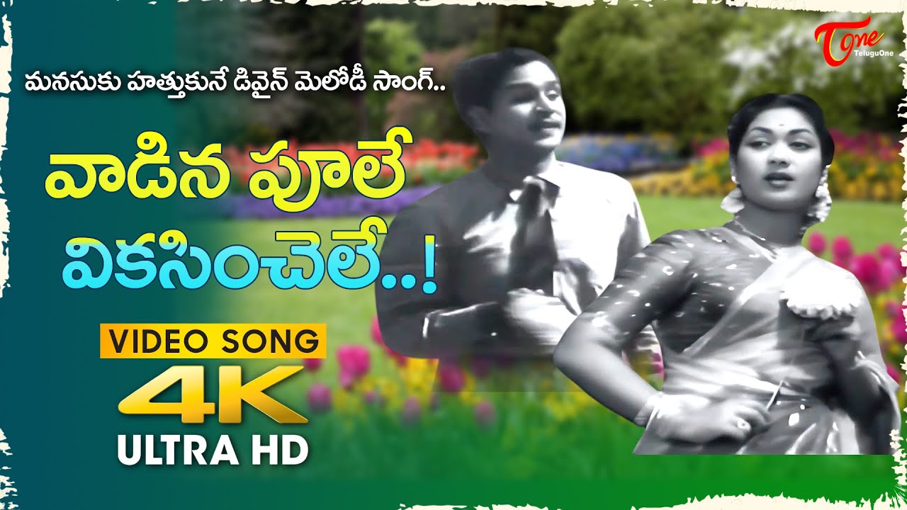 Vadina Poole Vikasinchele Song 4K | ANR and Savitri Divine Love ...