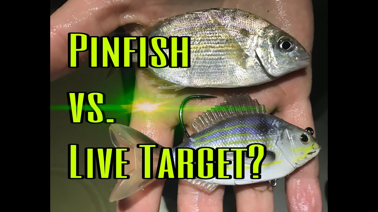 Pinfish vs. Live Target? - YouTube