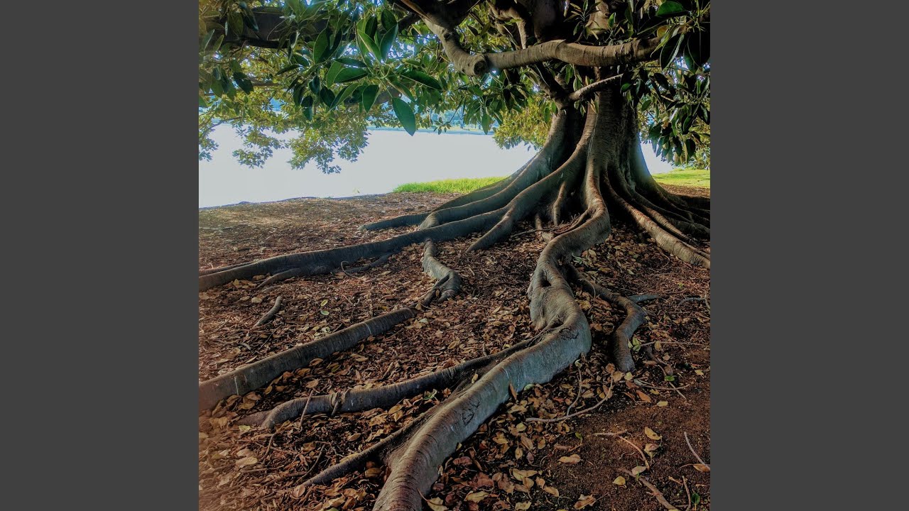 Roots Riddim - YouTube