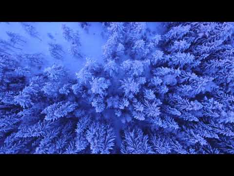 Very nice winter snow on trees || NATURE LOVE|| Nature WhatsApp status