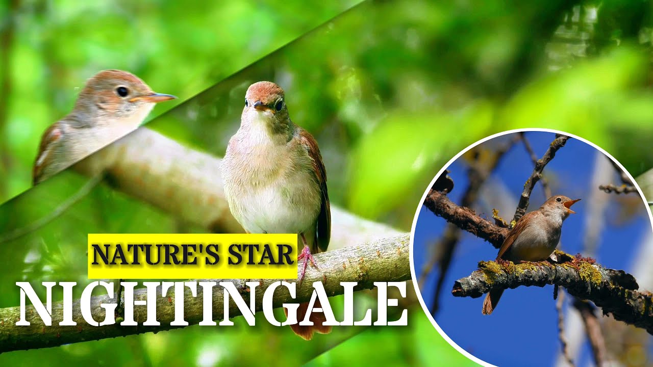 NATURE'S STAR | Nightingale Bird Sings Sweet Melody #BirdSongs - YouTube