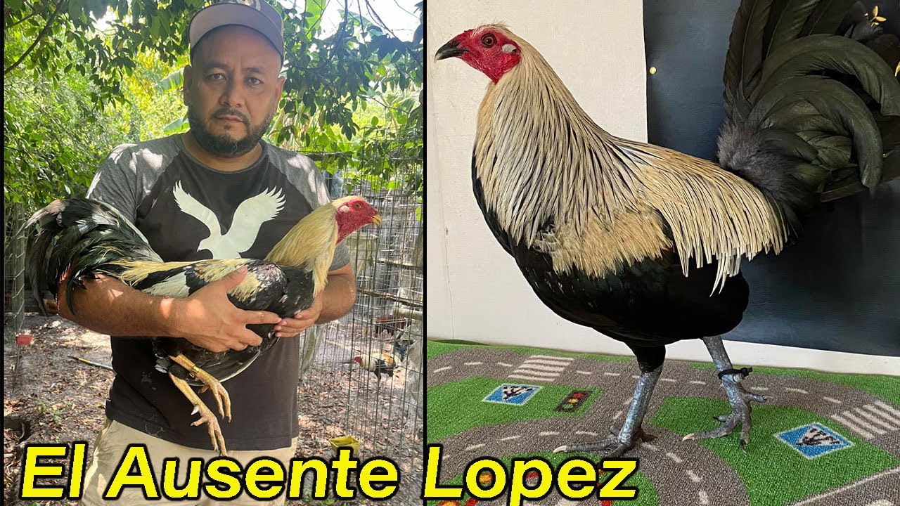 Giro Grey White Claret Roundhead Gavilan Hatch - El Ausente Lopez Farm ...