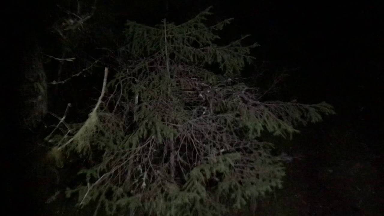 ASMR night walk in the forest vol 2. Sounds of footsteps and silence of ...