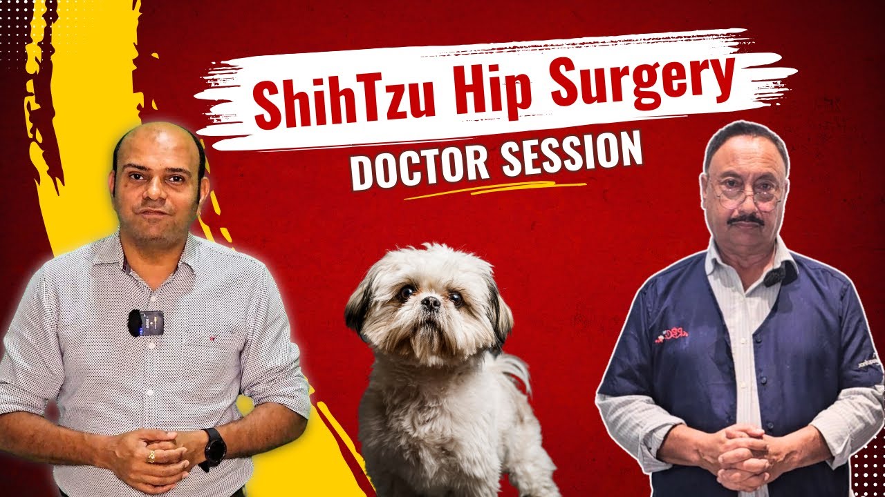 ShihTzu Hip Surgery - Doctor Session | Treatment & Precautions Guidance ...