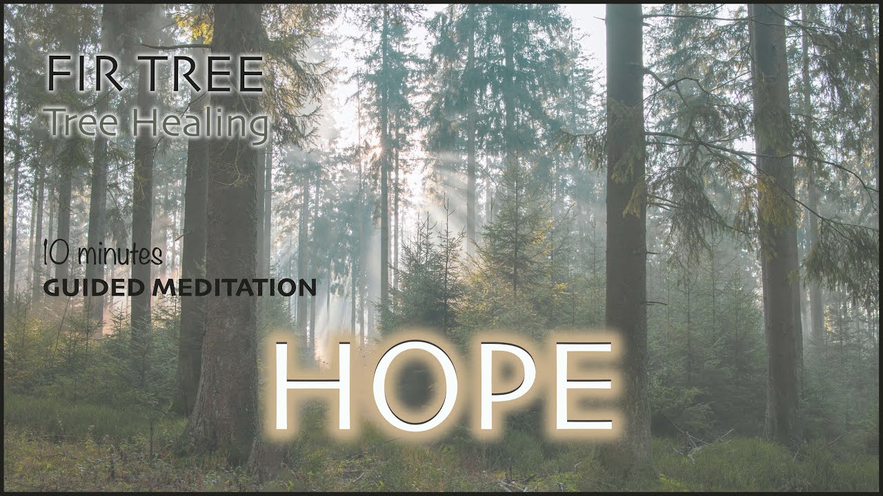 Hope Guided Meditation - Fir Tree Healing with Animal Smbolism - YouTube