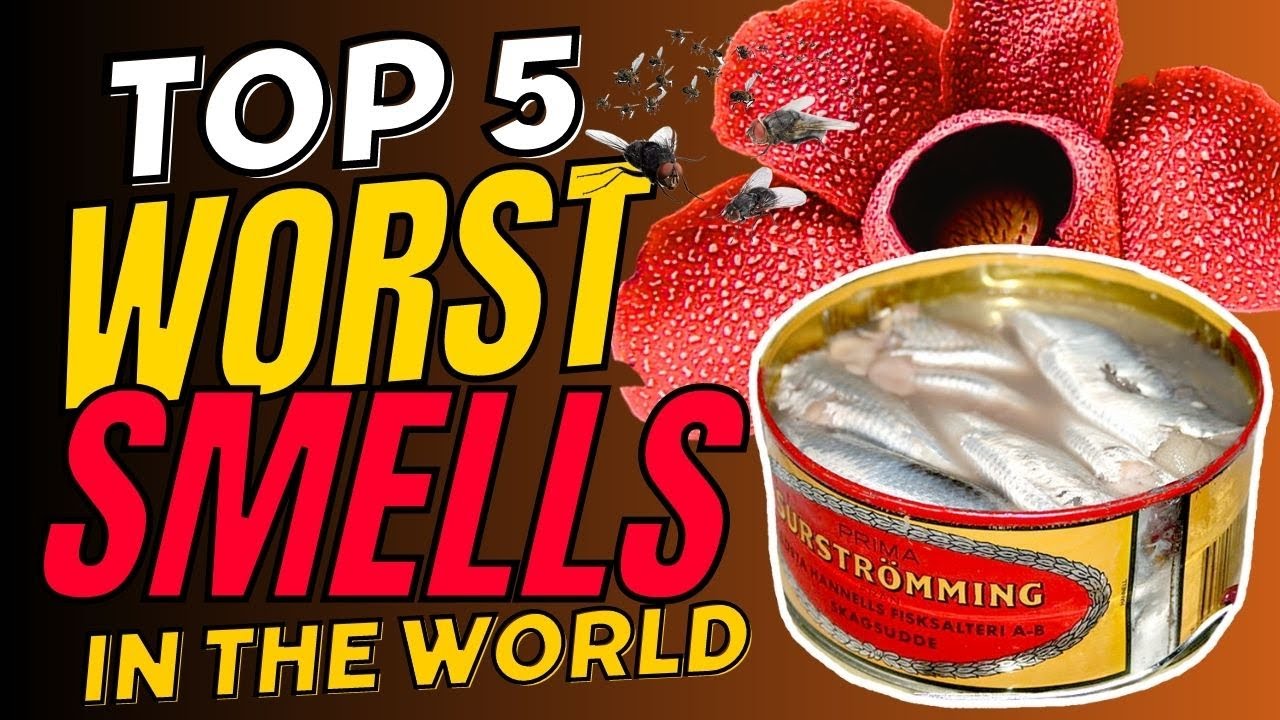 Top 5 WORST Smells In The World - YouTube