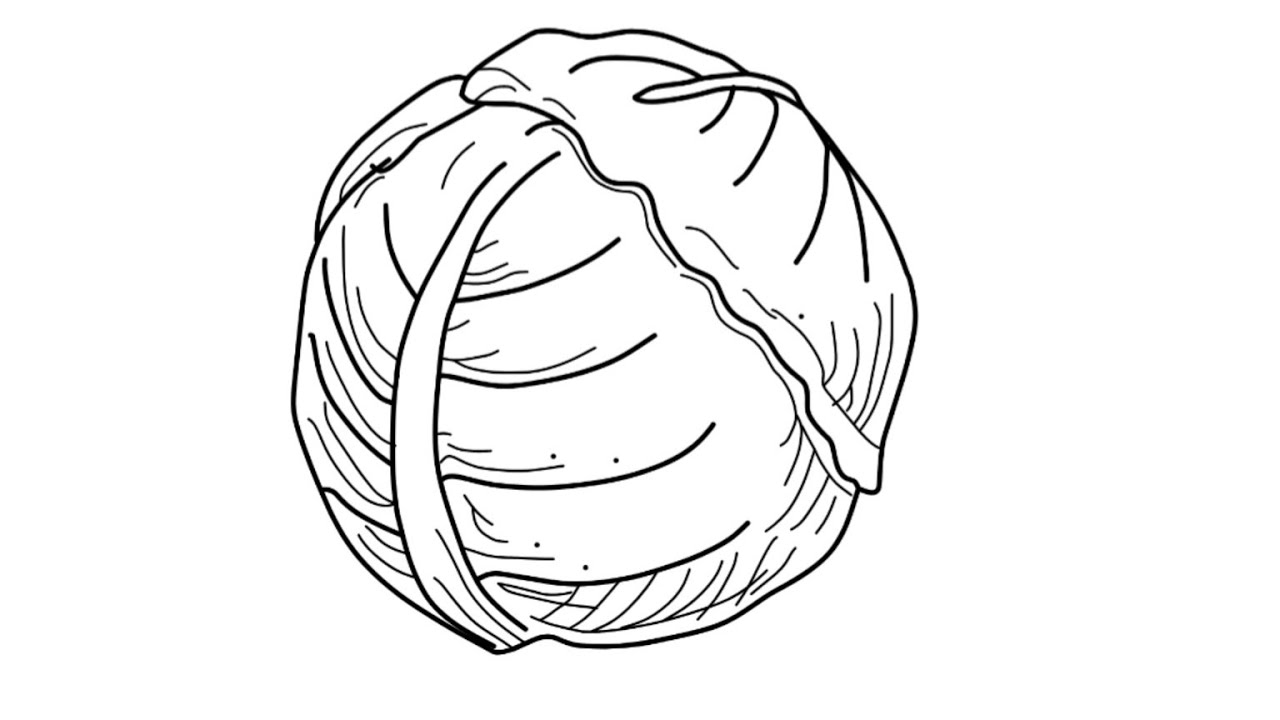 how to draw vegetable in cabbage 🥬 🥬//easy step by step for beginners ...