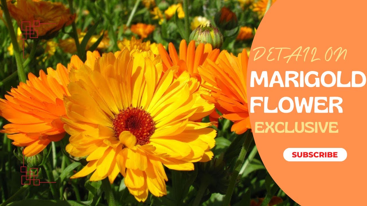 Mesmerizing Marigolds: A Visual Delight of Vibrant Colors and Petal ...