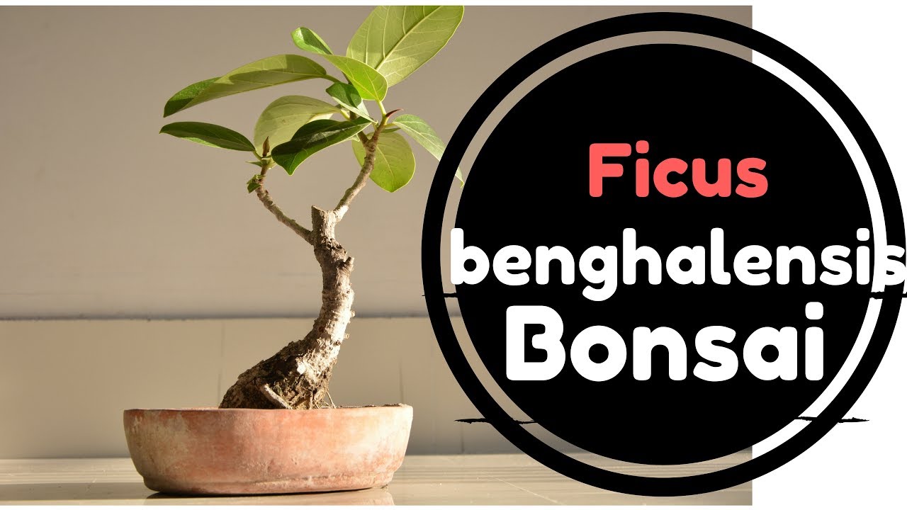 Ficus benghalensis bonsai | Indoor bonsai | Banyan tree bonsai. - YouTube