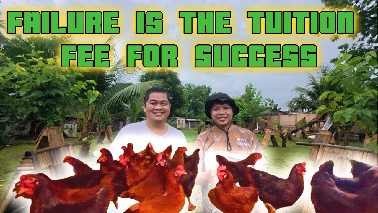 Rhode Island Red Layer Chicken Farming Guide | Payo para sa mga ...