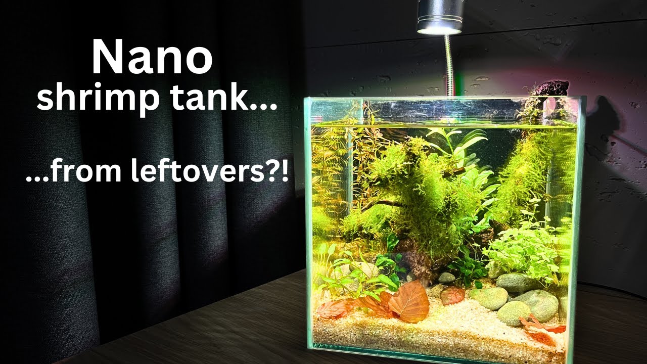 No-filter Shrimp Nano Cube from leftovers! | Step-by-step tutorial ...