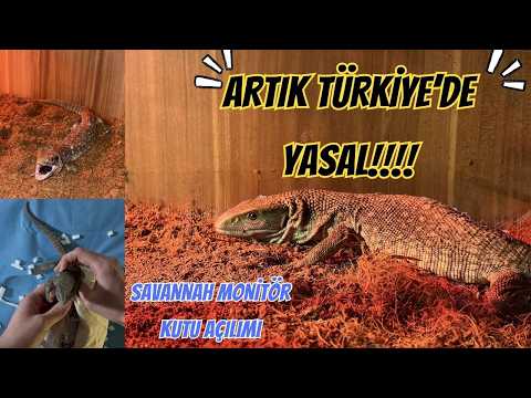 Türkiye'de Artık Yasal!! SAVANNAH MONİTÖR Kutu Açılımı!!