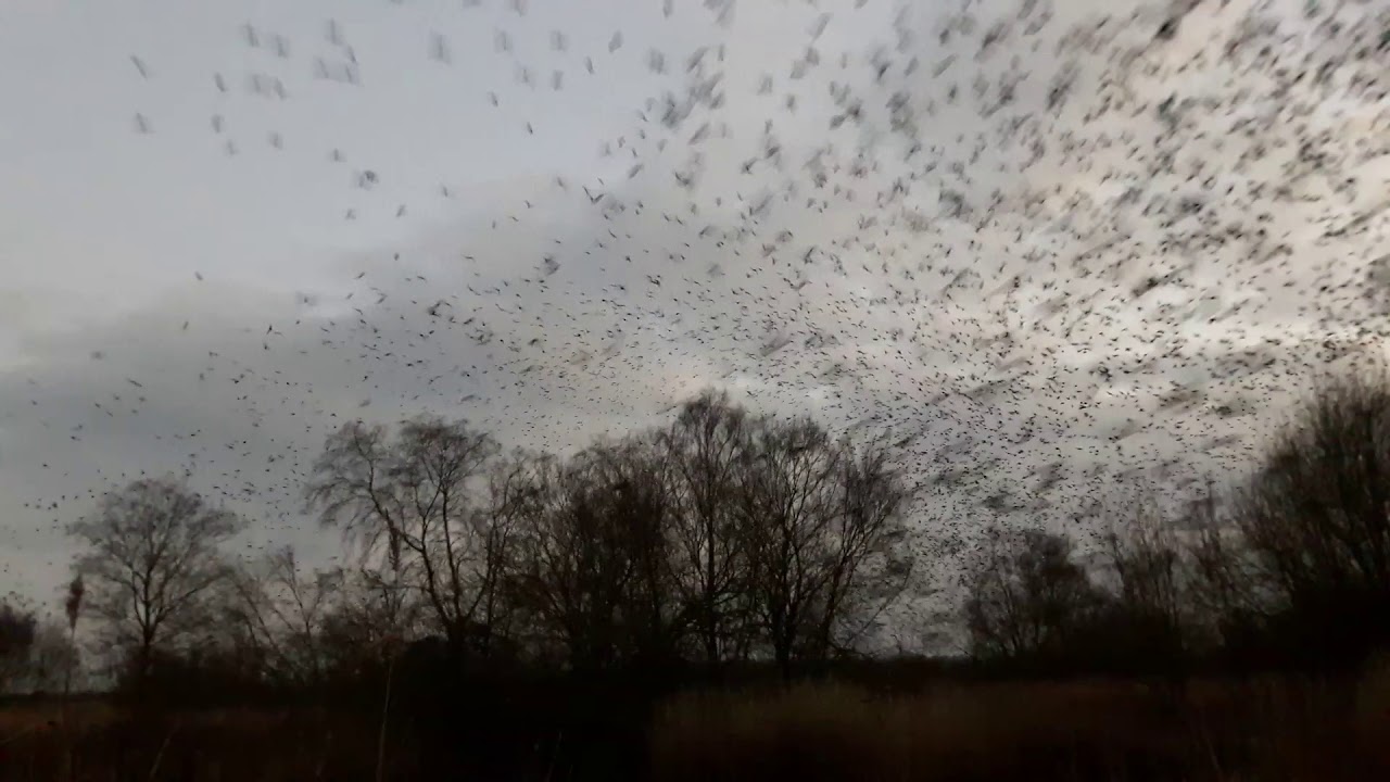 Starlings epic event - YouTube