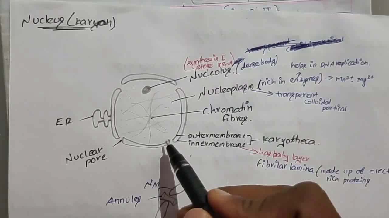 Detailed study of Nucleus structure and different Shapes - YouTube