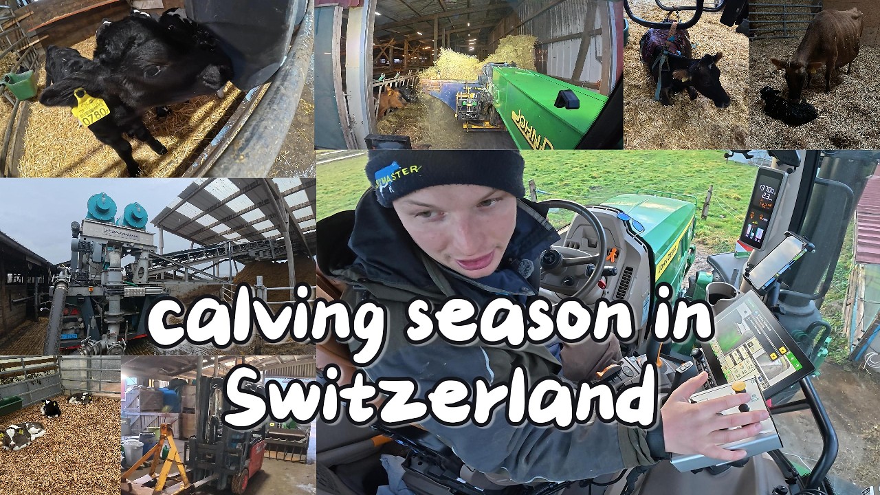 🇬🇧Calving season in Switzerland 🇨🇭 - YouTube