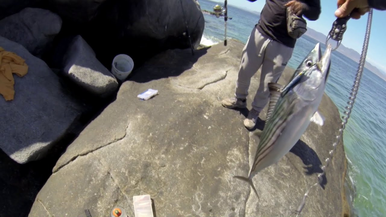 Buscando el Pique - Monos desde Rocas - Guanaqueros Chile. - YouTube