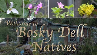 Welcome to Bosky Dell Natives - Oregon Native Plant Nursery