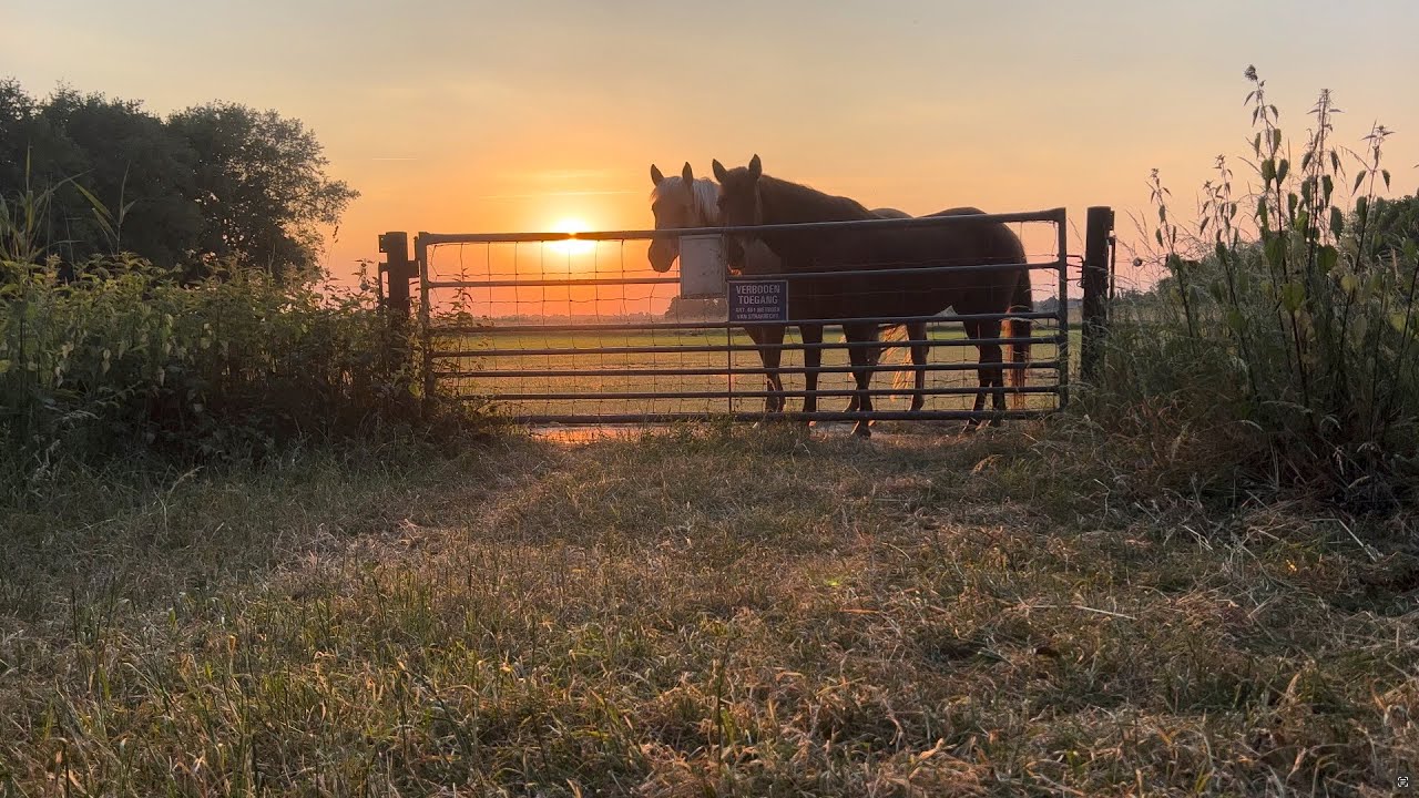 4K Beautiful Sunset: Horses in a Summer Field - Ambiance, Bird Sounds ...