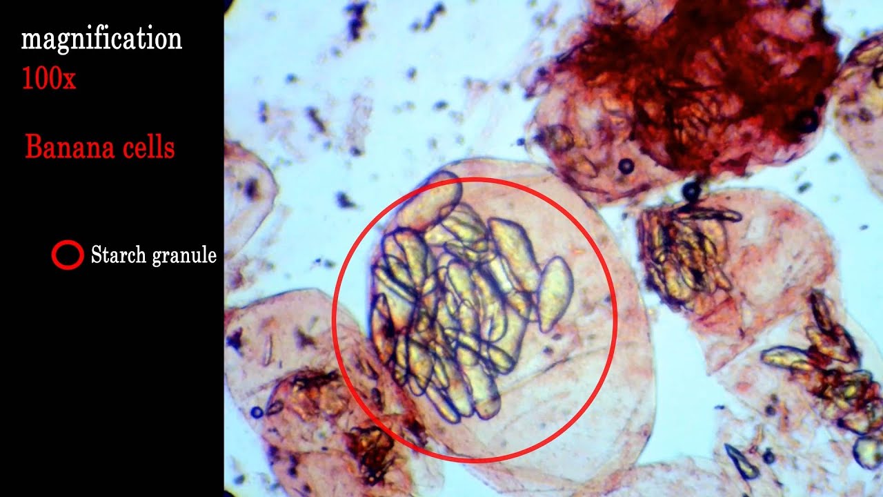 Cells, cell walls, xylem , and starch granule of a banana at 40, 100 ...