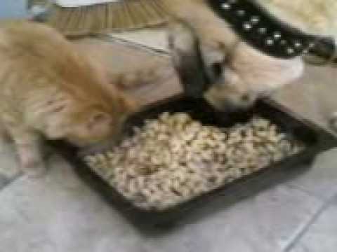 kangal pusat ve en iyi arkadaşı çok şaşıracaksın:)