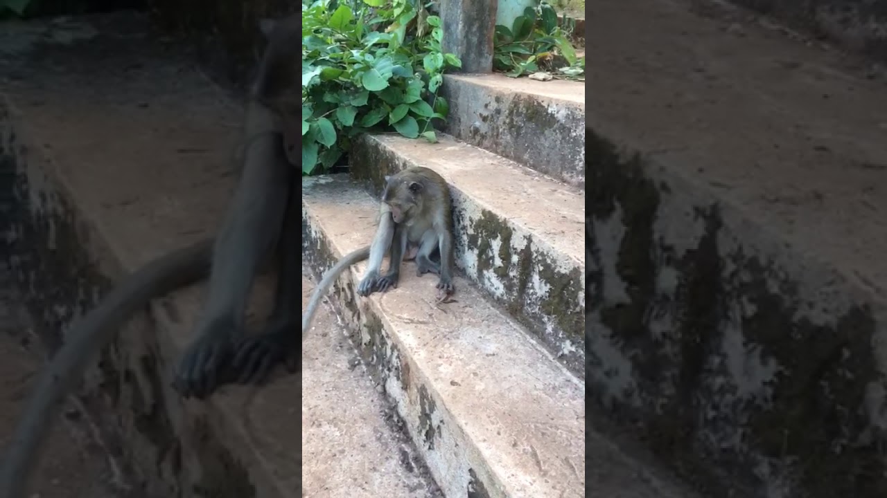 Monkey vs frog - YouTube