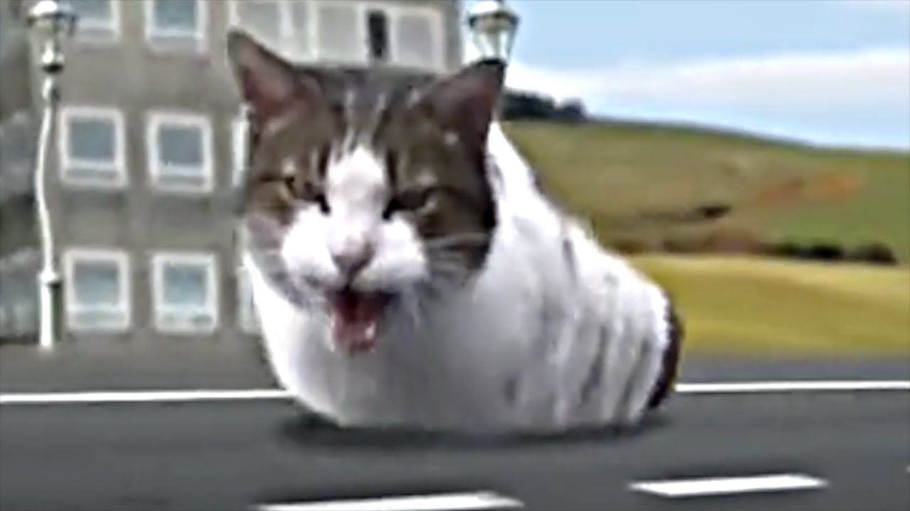 Kitty City [10 HOURS] - YouTube