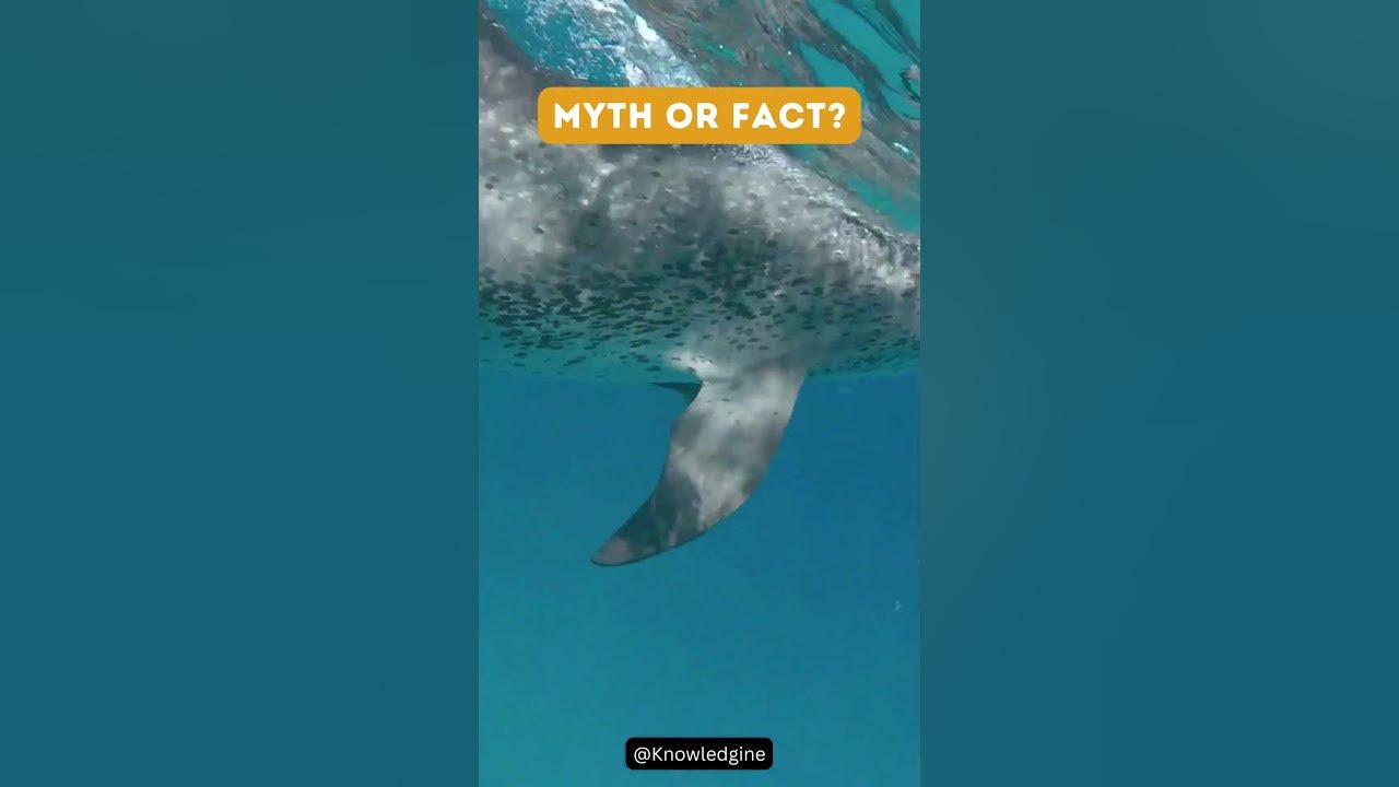 Myth Or Fact YouTube myth-or-fact-youtube