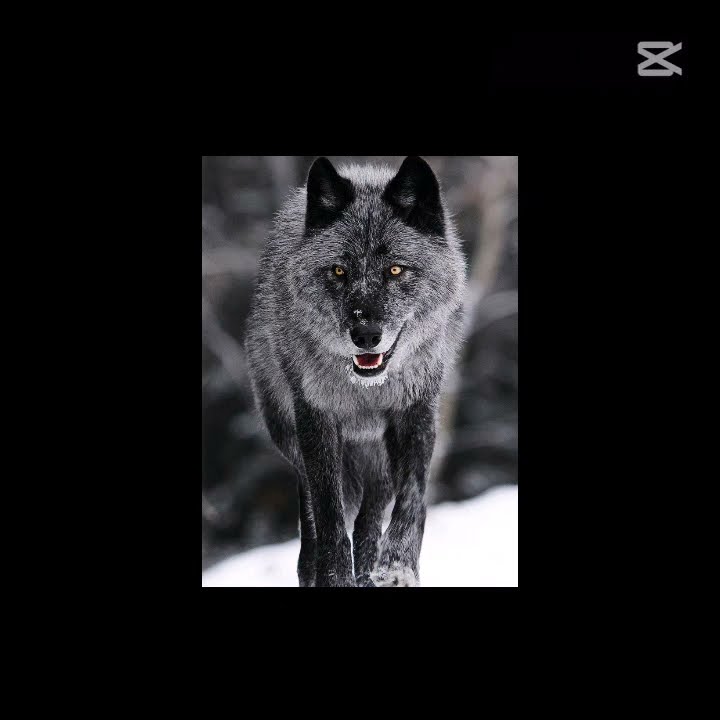 why do black wolf's have so much hate - YouTube
